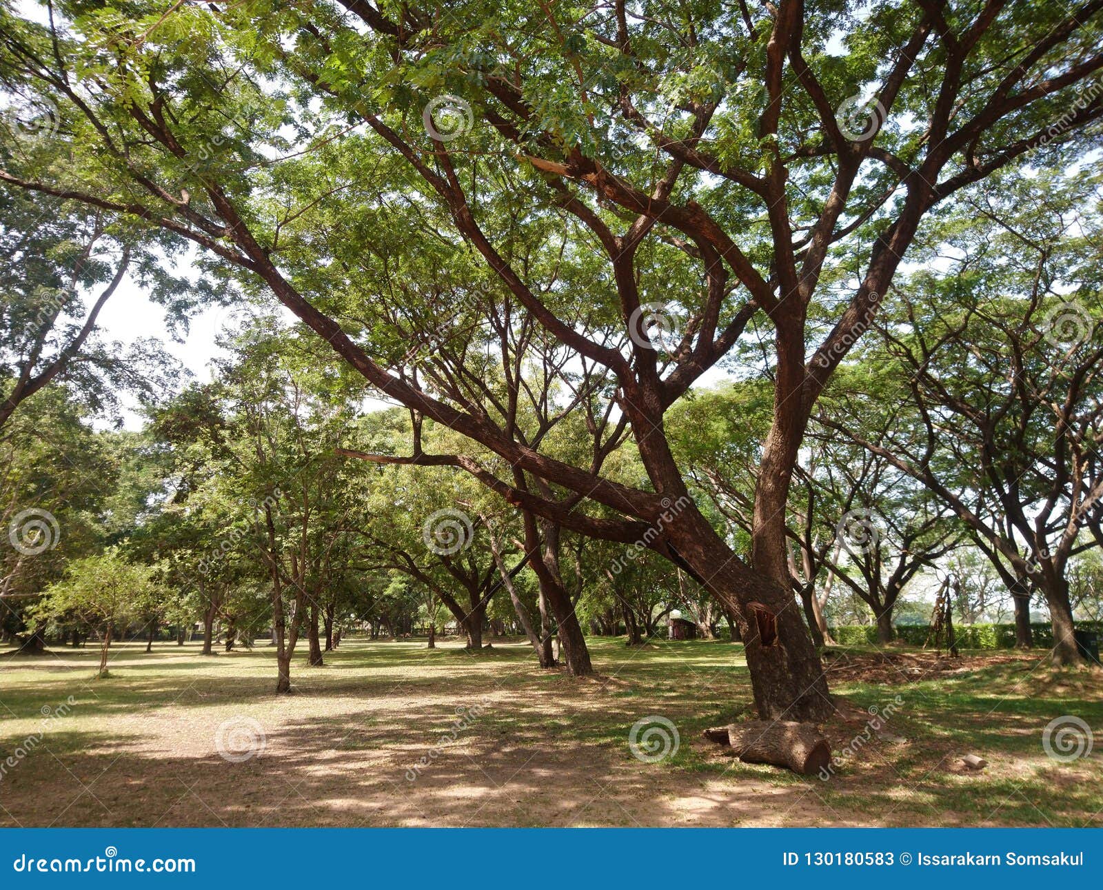 The tree at Khmer Castle stock image. Image of muang - 130180583