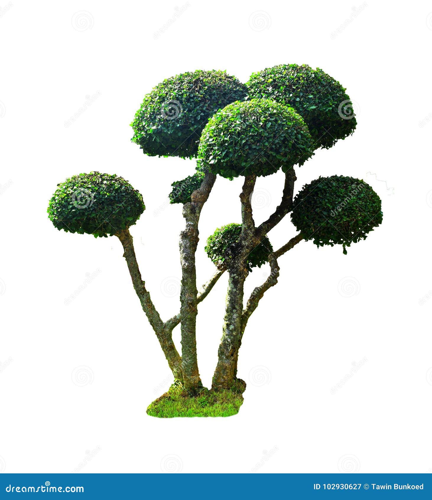 Tree khoi stock image. Image of decoration, environment - 102930627