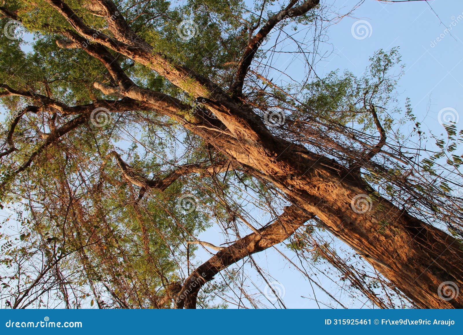 Tree at Khone Island (laos) Stock Image - Image of foliage, tree: 315925461