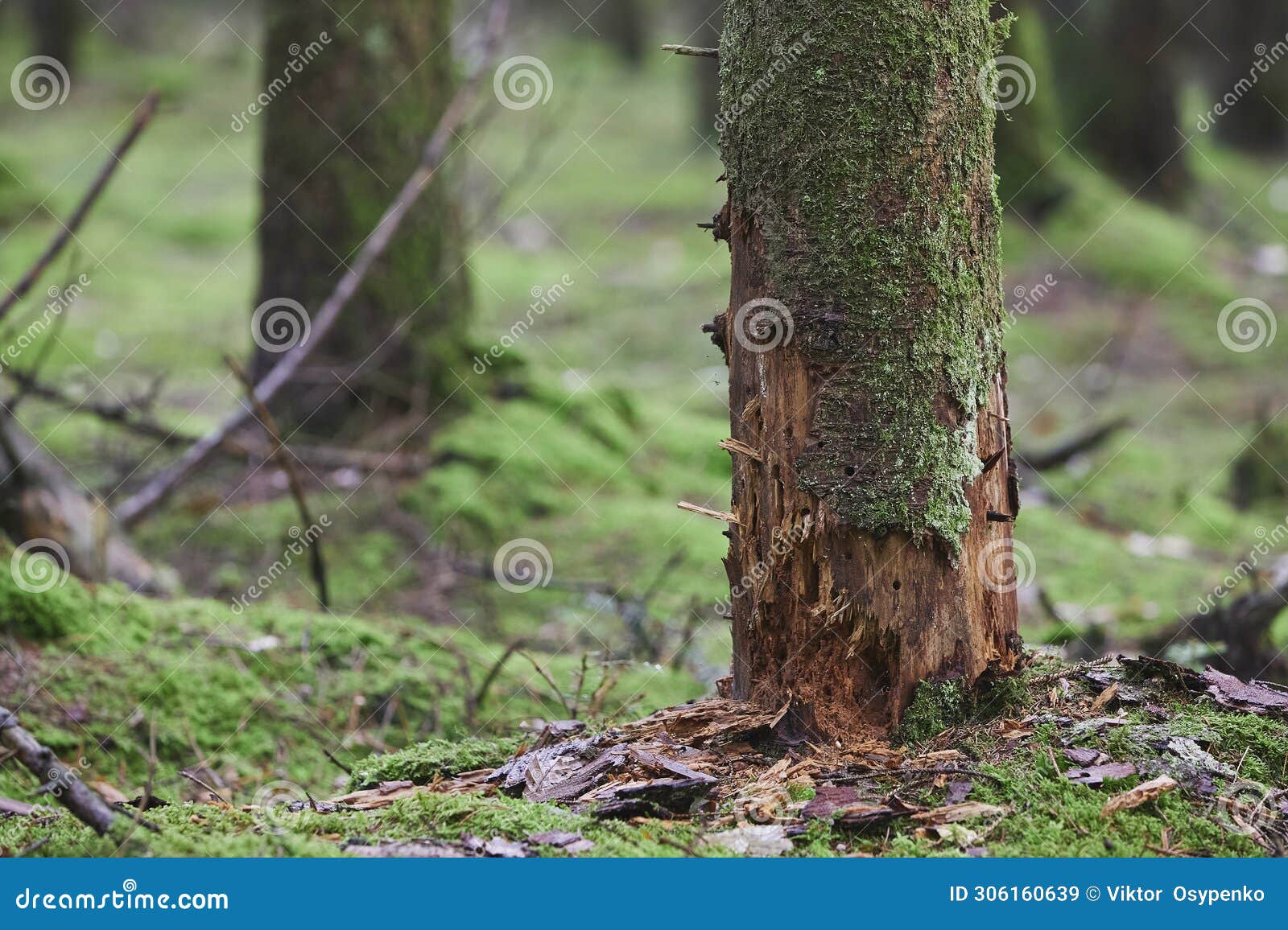 A Tree Killed by Parasites in a Forest in Denmark Stock Image - Image ...