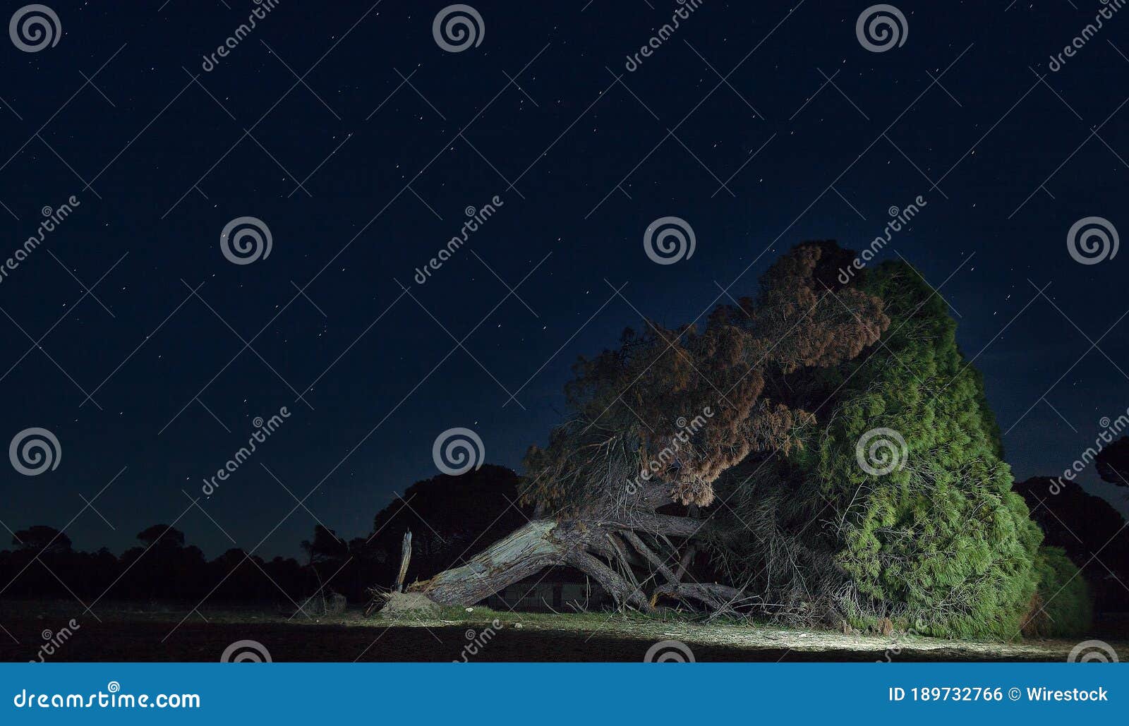Tree Knocked Down by Nature S Force at Night Stock Photo - Image of ...