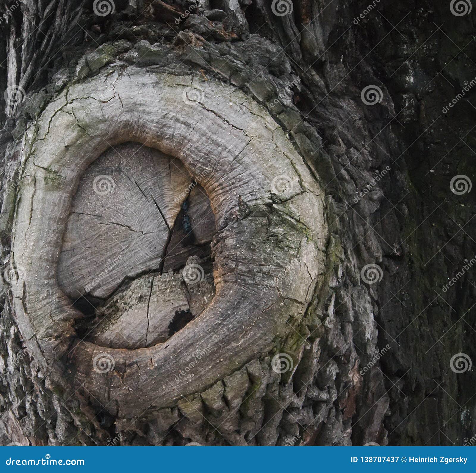 Tree with a knot and bark stock image. Image of covered - 138707437