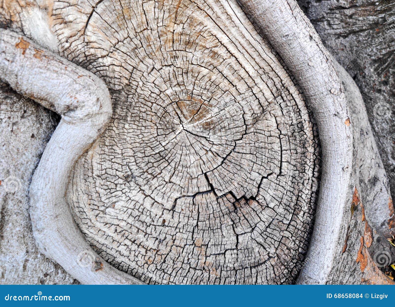 Tree Knot stock photo. Image of background, closeup, abstract - 68658084