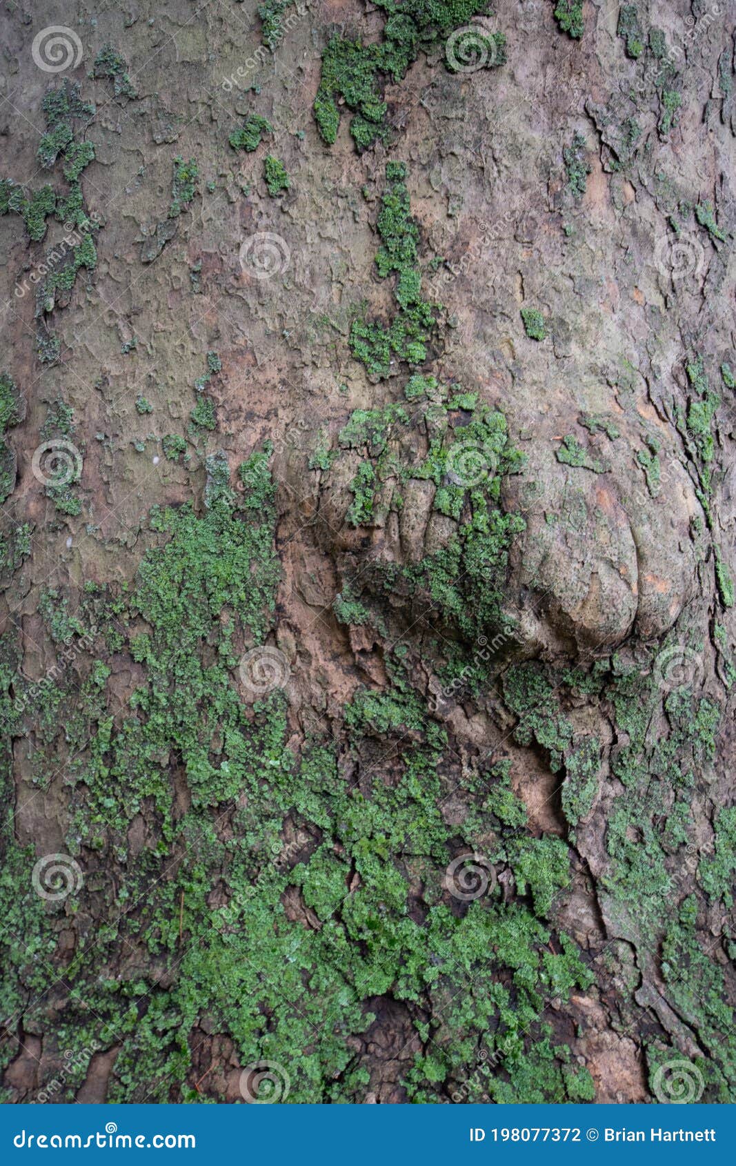 A Tree with a Knot Covered in Lichen and Moss Stock Photo - Image of ...