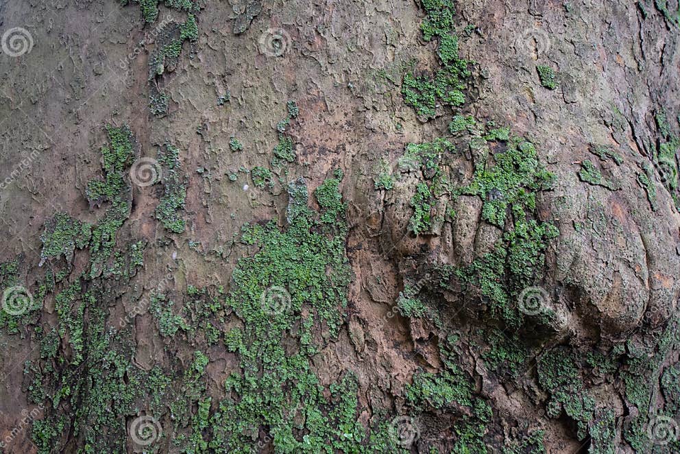 A Tree with a Knot Covered in Lichen and Moss Stock Image - Image of ...