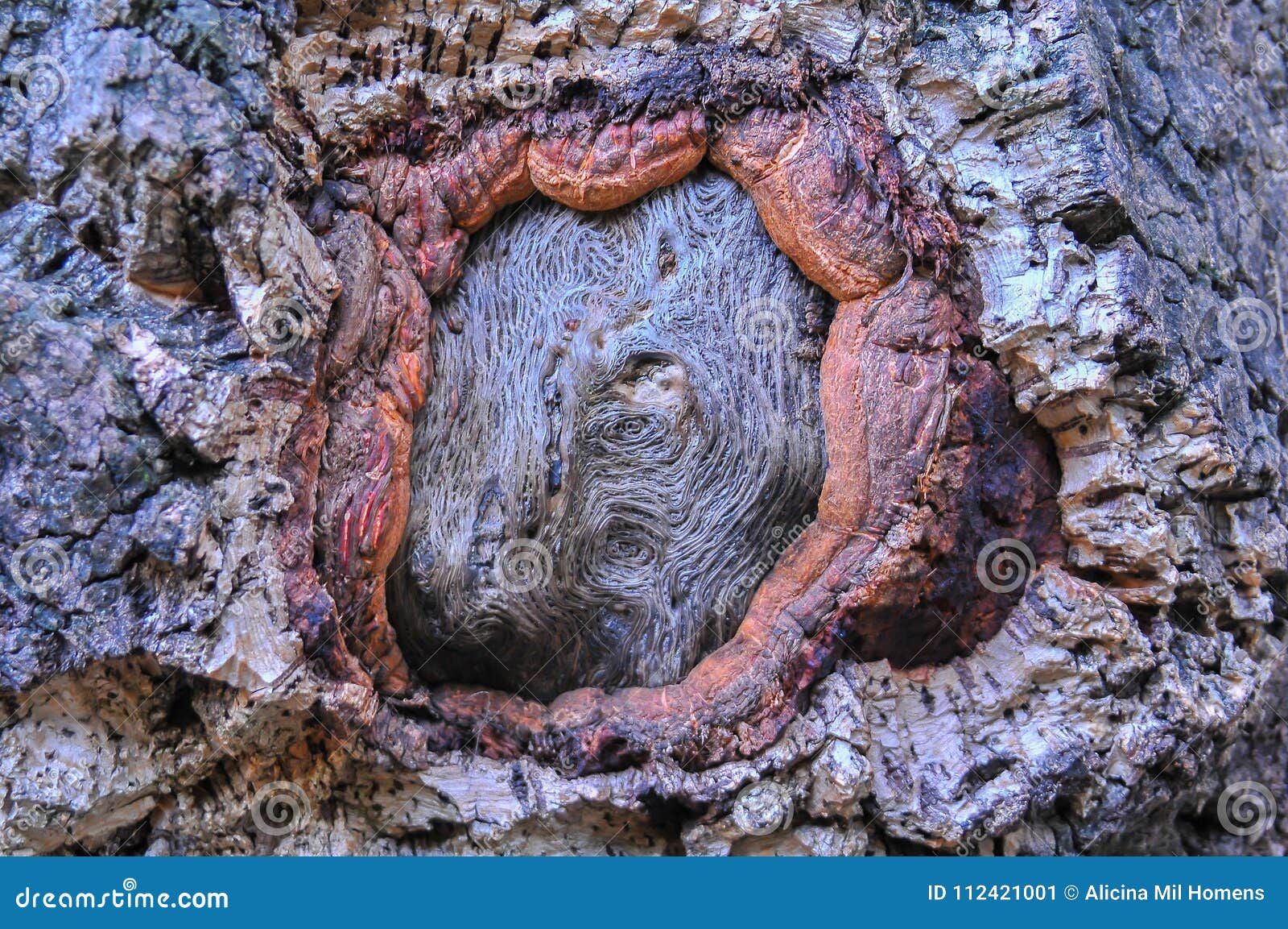 Tree Knot Texture Stock Image | CartoonDealer.com #28755829