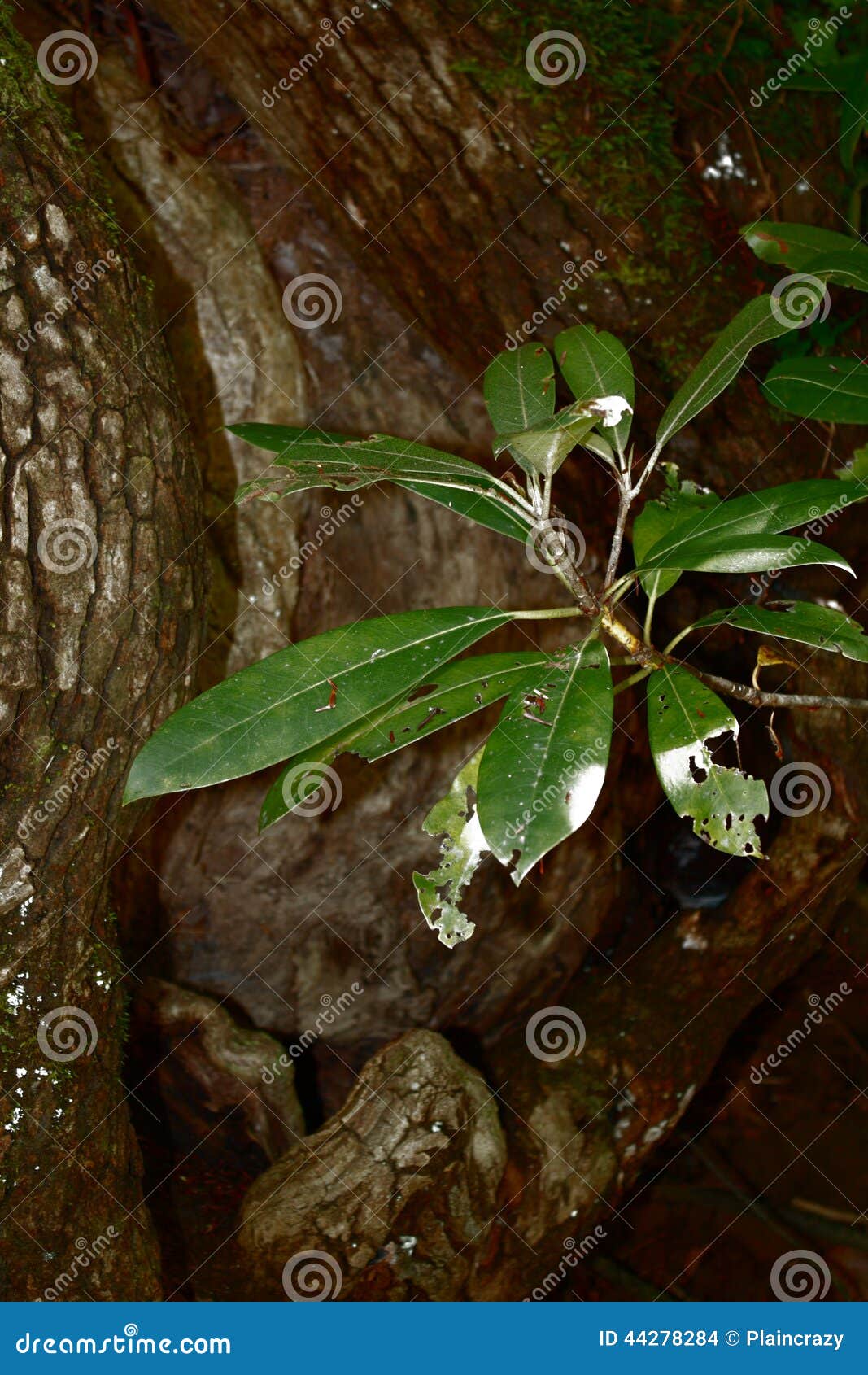 Tree knot stock photo. Image of leaves, healed, branch - 44278284