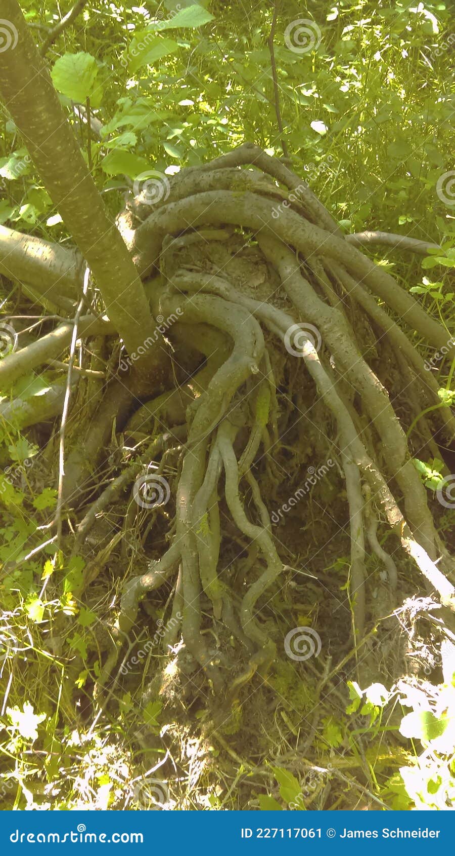 Tree knot stock image. Image of trunk, food, jungle - 227117061