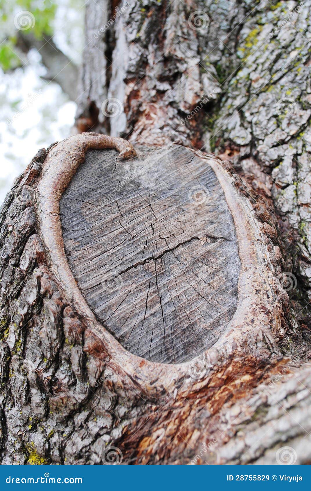 Tree knot texture stock image. Image of material, bark - 28755829