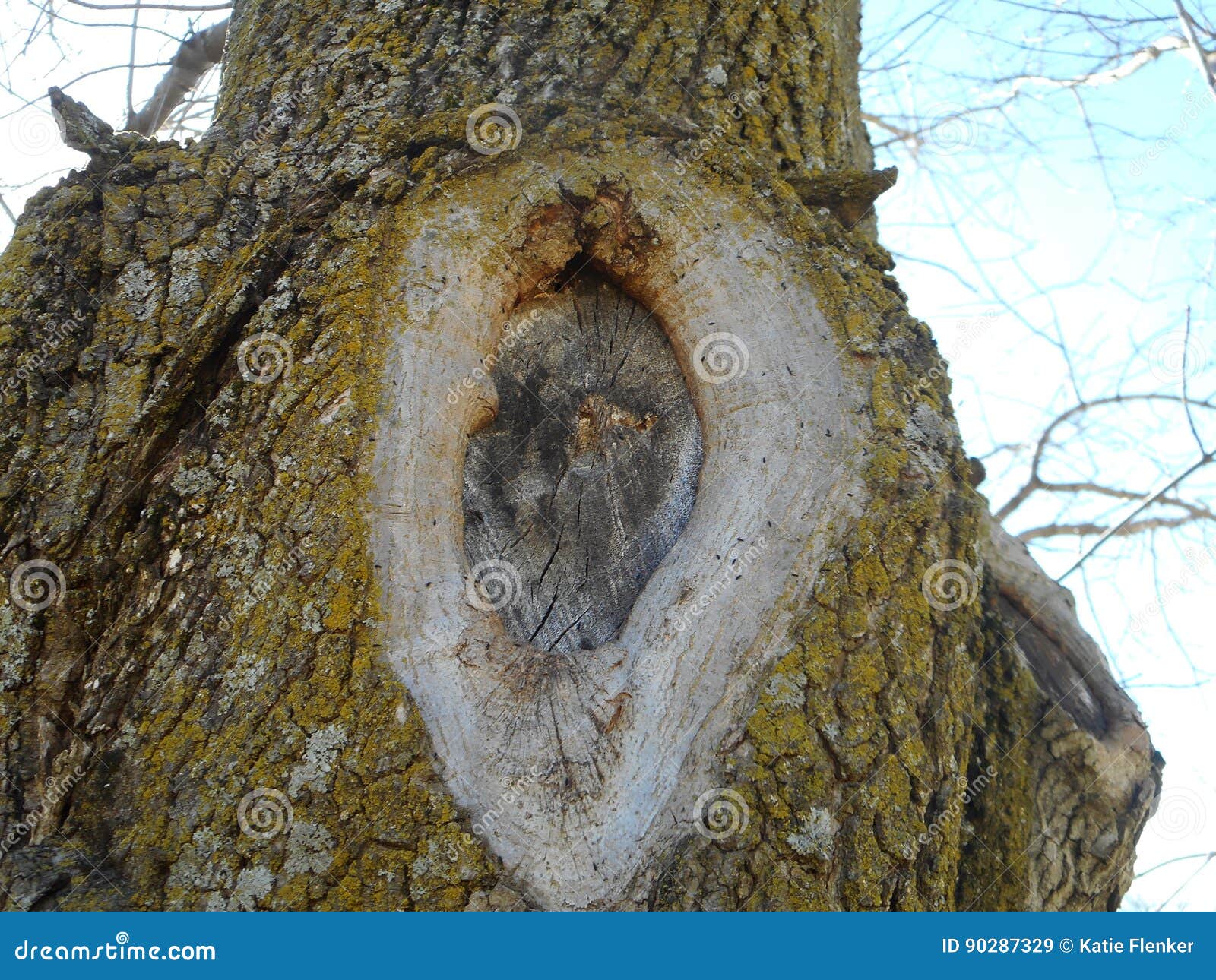 Tree knothole stock image. Image of forest, wood, bark - 90287329