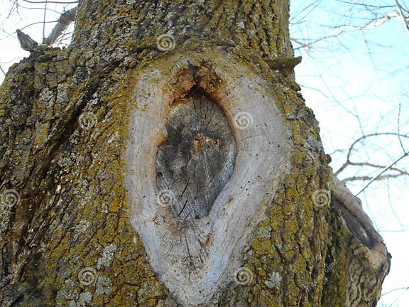 Tree knothole stock image. Image of forest, wood, bark - 90287329