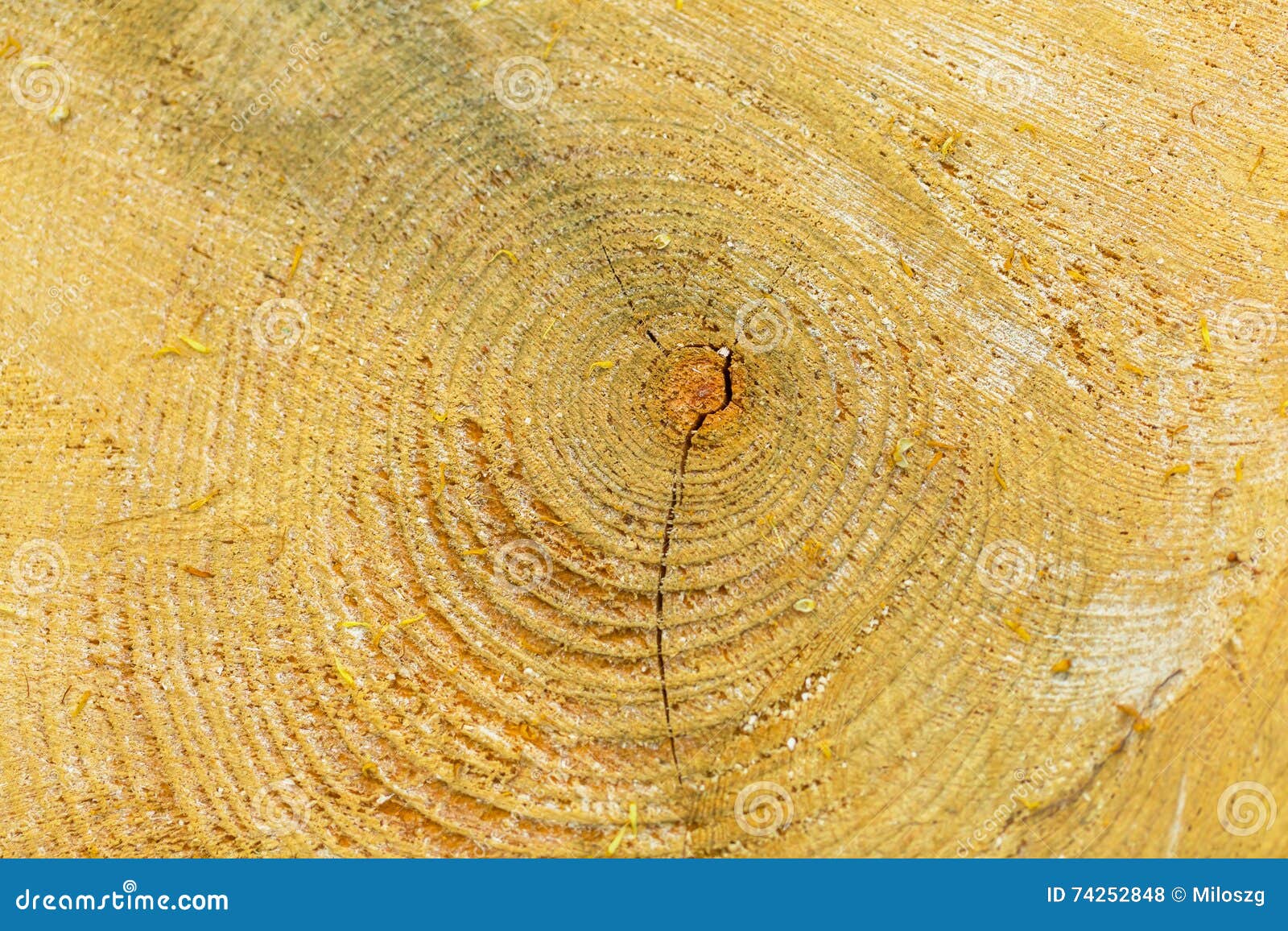 Tree knots background stock photo. Image of brown, horizontal - 74252848