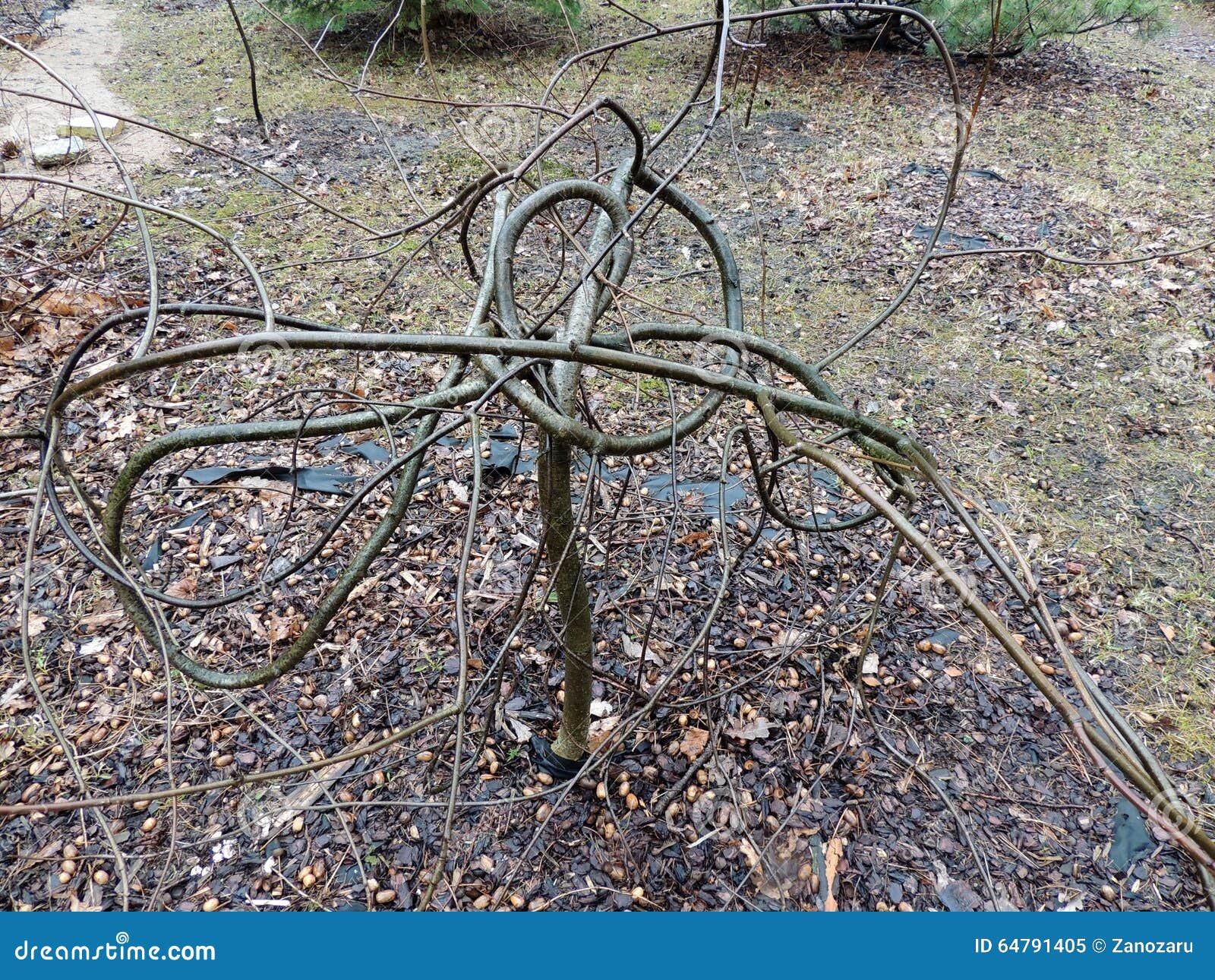 Tree with knotted branches stock image. Image of escape - 64791405