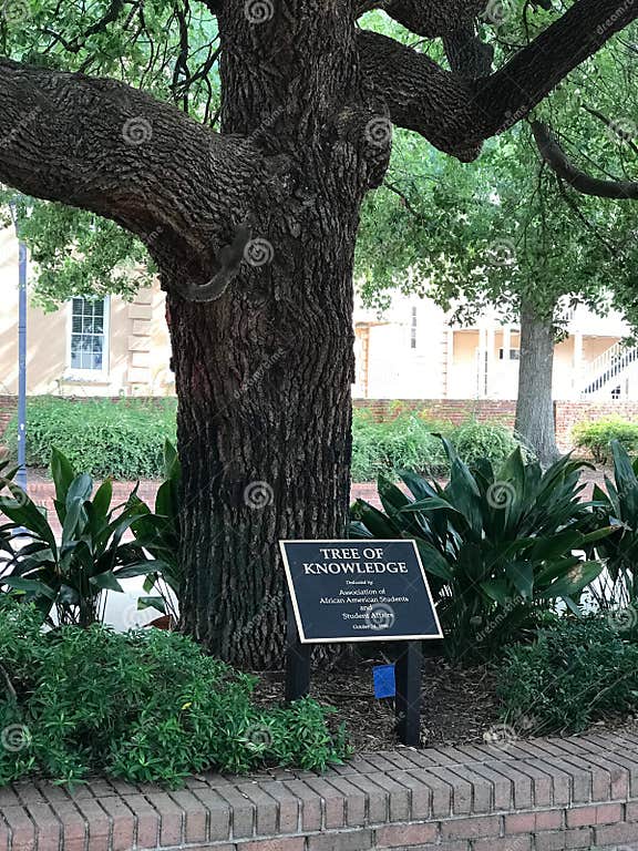 The Tree of Knowledge on the Campus of the University of South Carolina ...