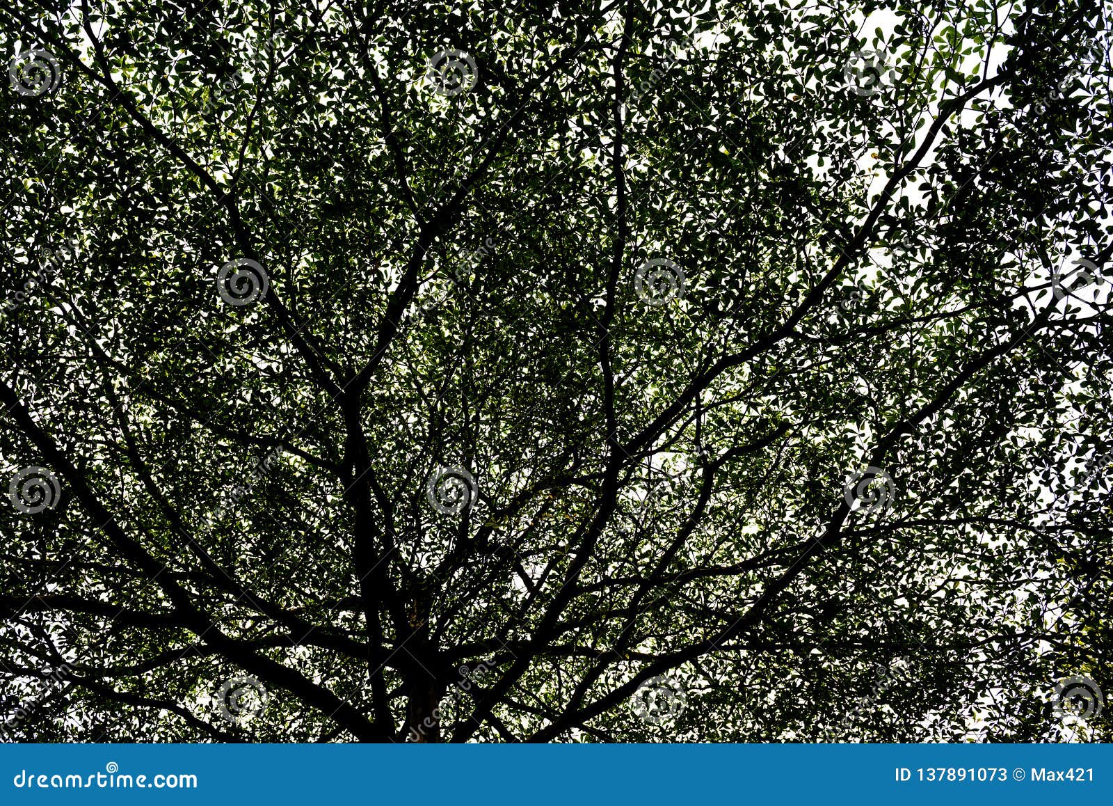 Tree of Knowledge, Leaves and Branches Stock Image - Image of nature ...