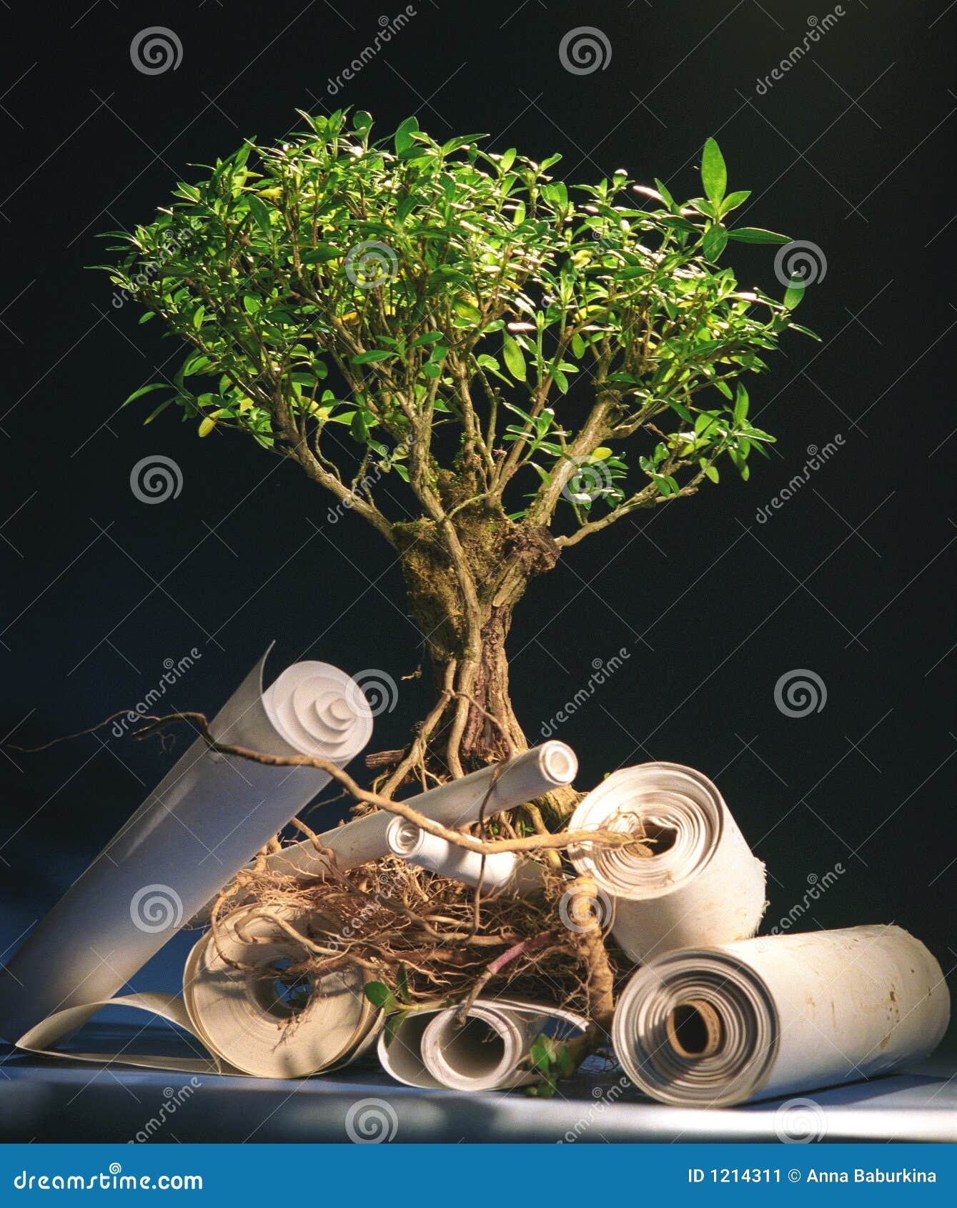 Tree of knowledges stock image. Image of progress, eternity - 1214311