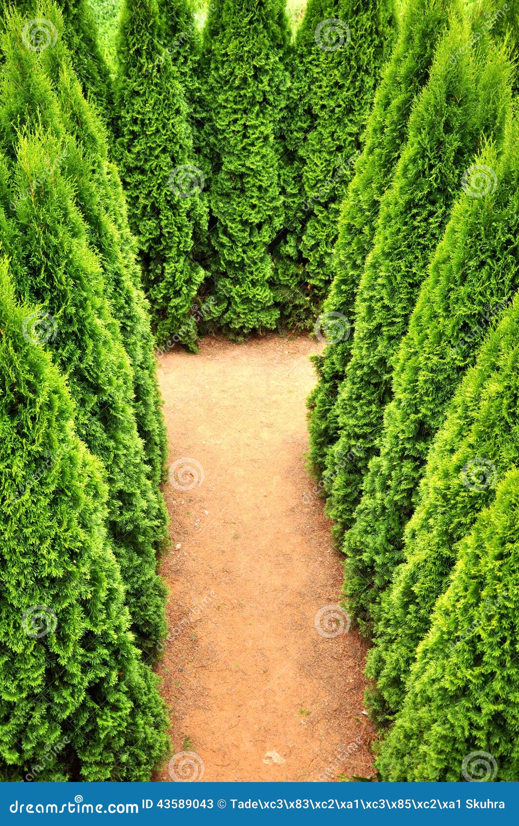 Tree labyrinth stock image. Image of labyrinth, ornamental - 43589043