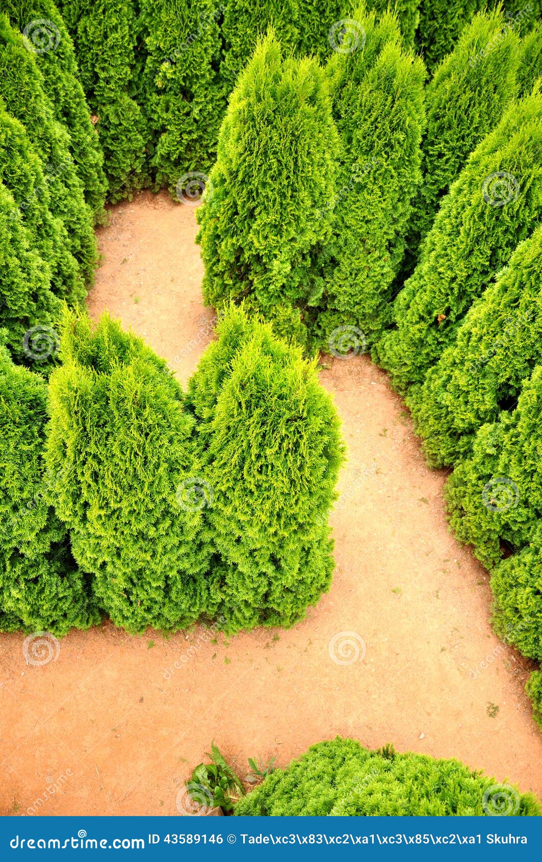Tree labyrinth stock photo. Image of color, park, grass - 43589146