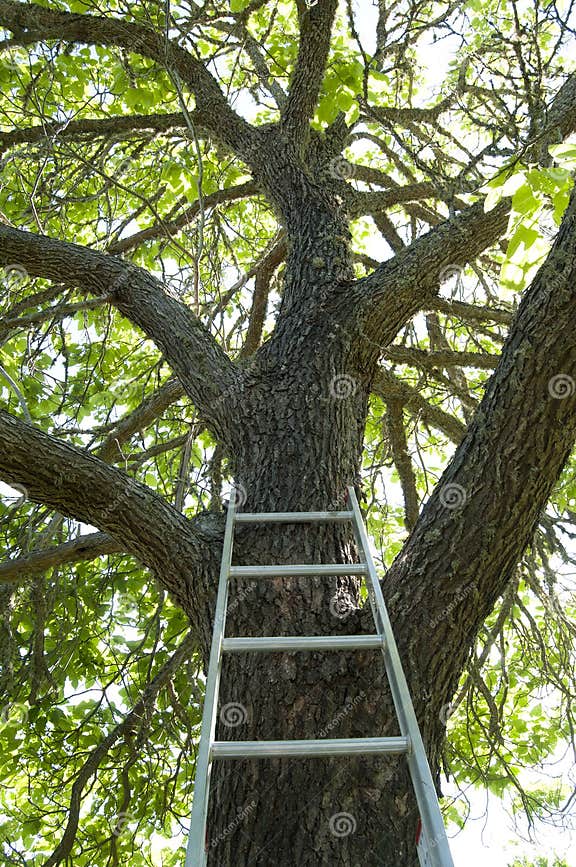 Tree Ladder stock photo. Image of nature, ladder, spring - 15026268