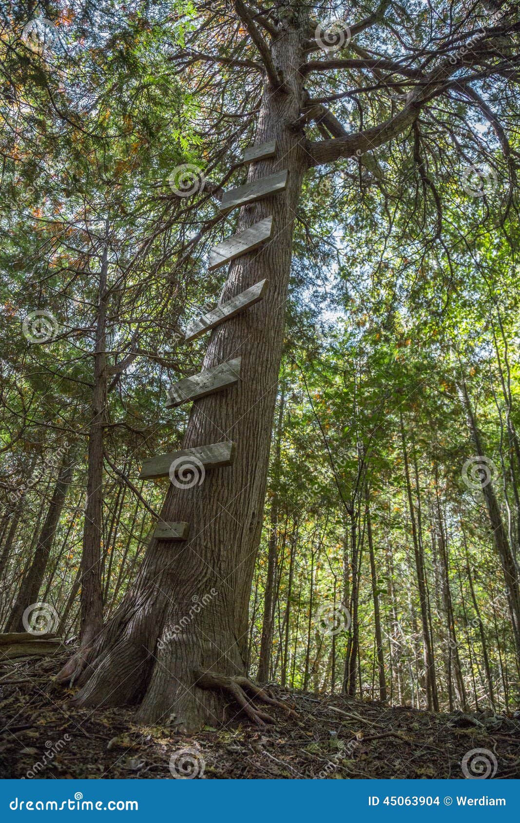 Tree ladder stock photo. Image of autumn, nature, escalate - 45063904