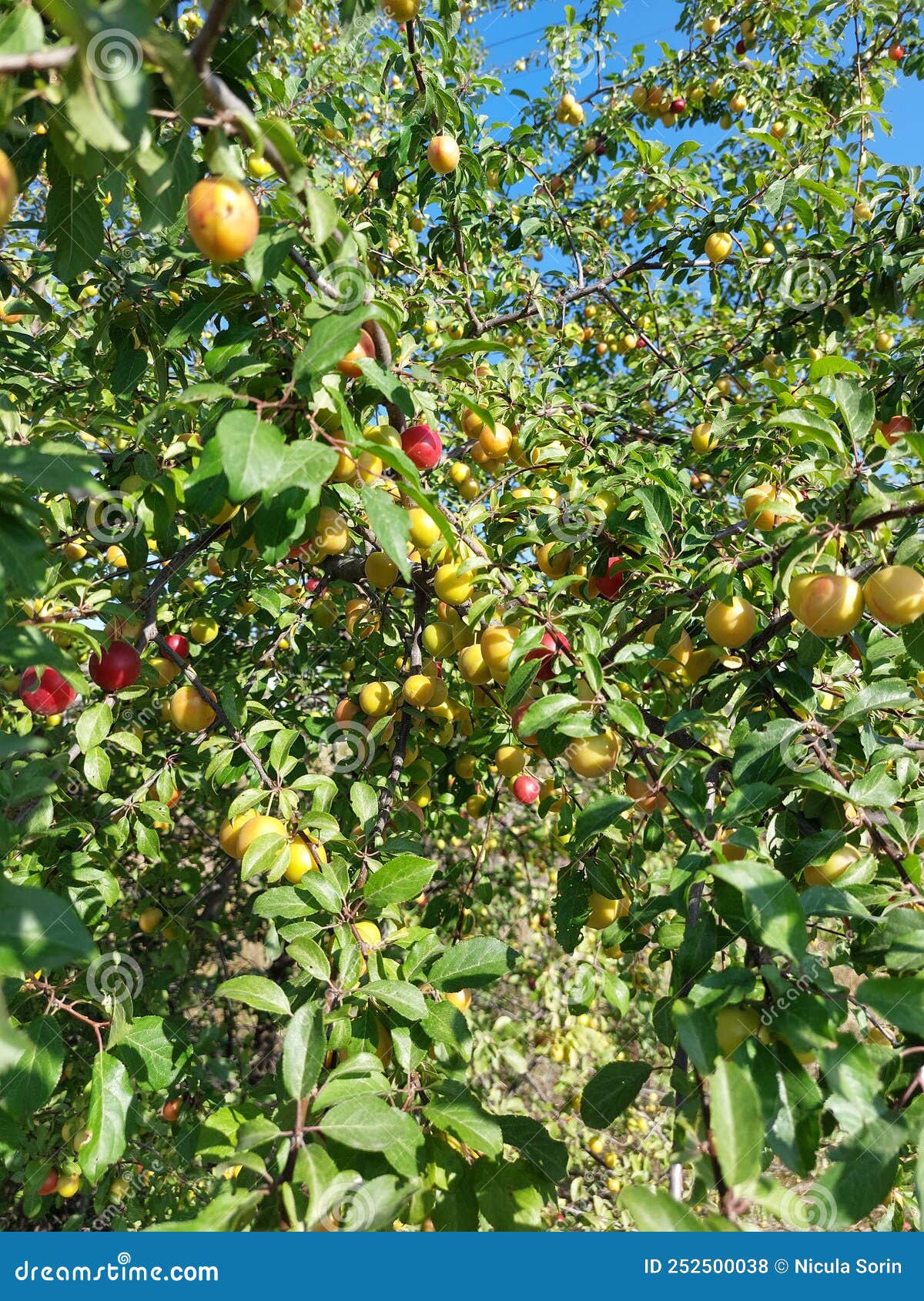 Tree laden with fruit stock photo. Image of garden, tree - 252500038