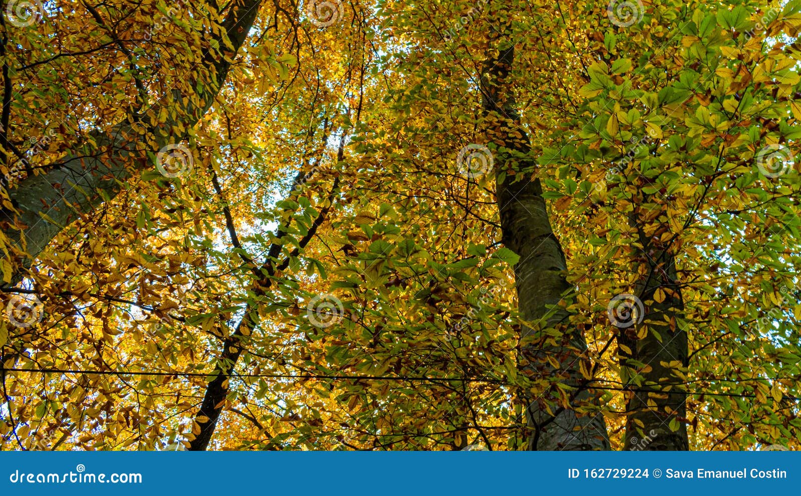 Tree Laid from Bottom To Top with Yellow and Green Leaves Stock Photo ...