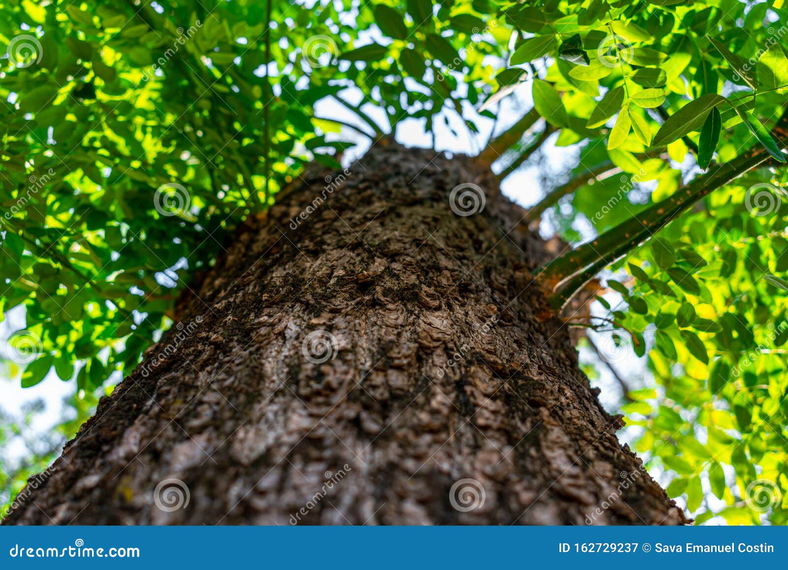 Tree Laid from Bottom To Top with Yellow and Green Leaves Stock Image ...