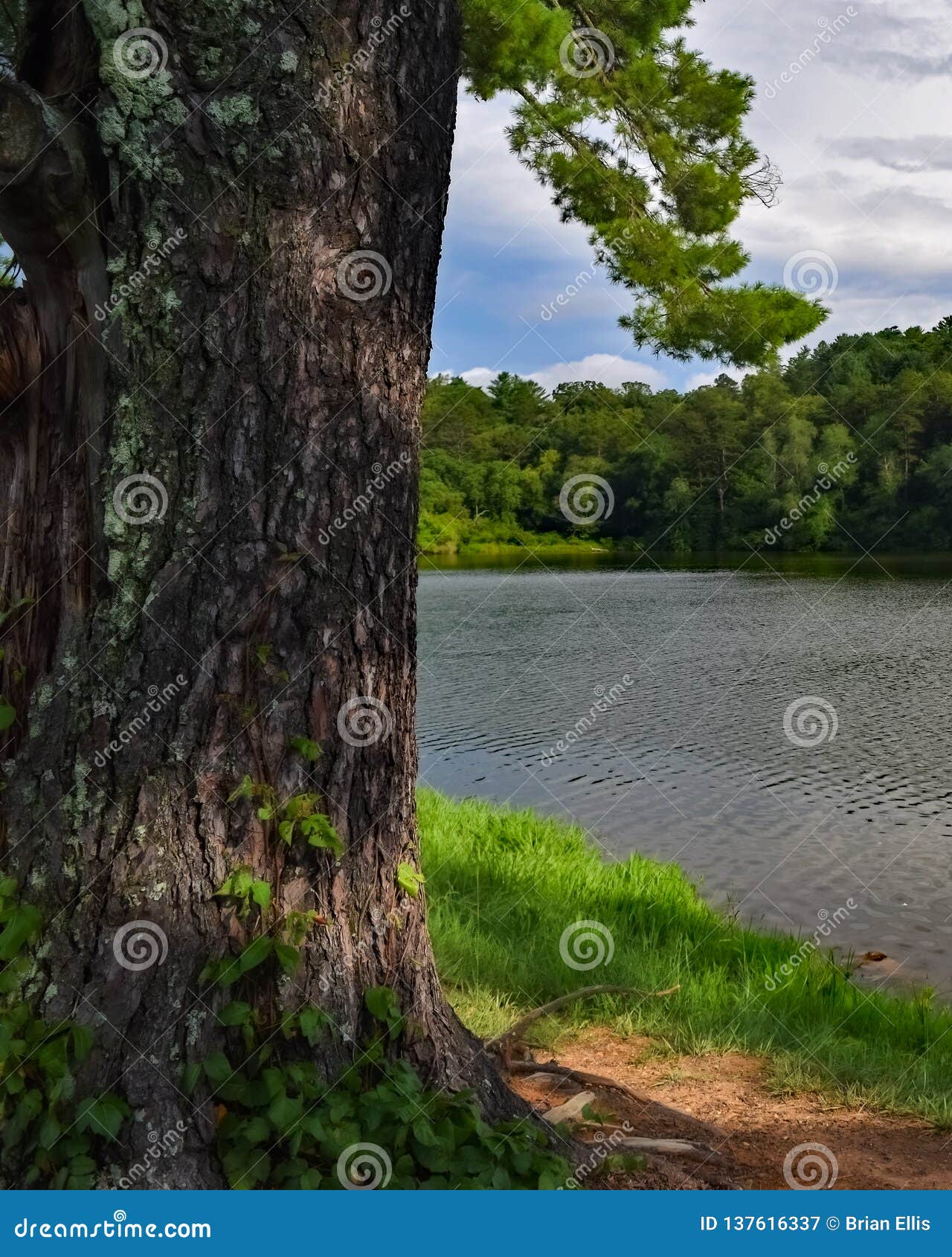 Tree by the Lake stock image. Image of trees, beaver - 137616337