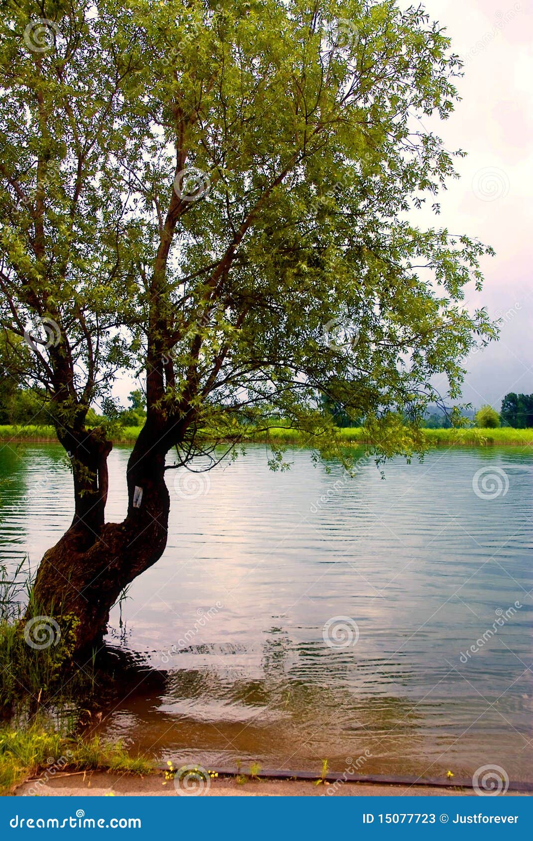 Tree and lake stock image. Image of plant, branch, landscape - 15077723