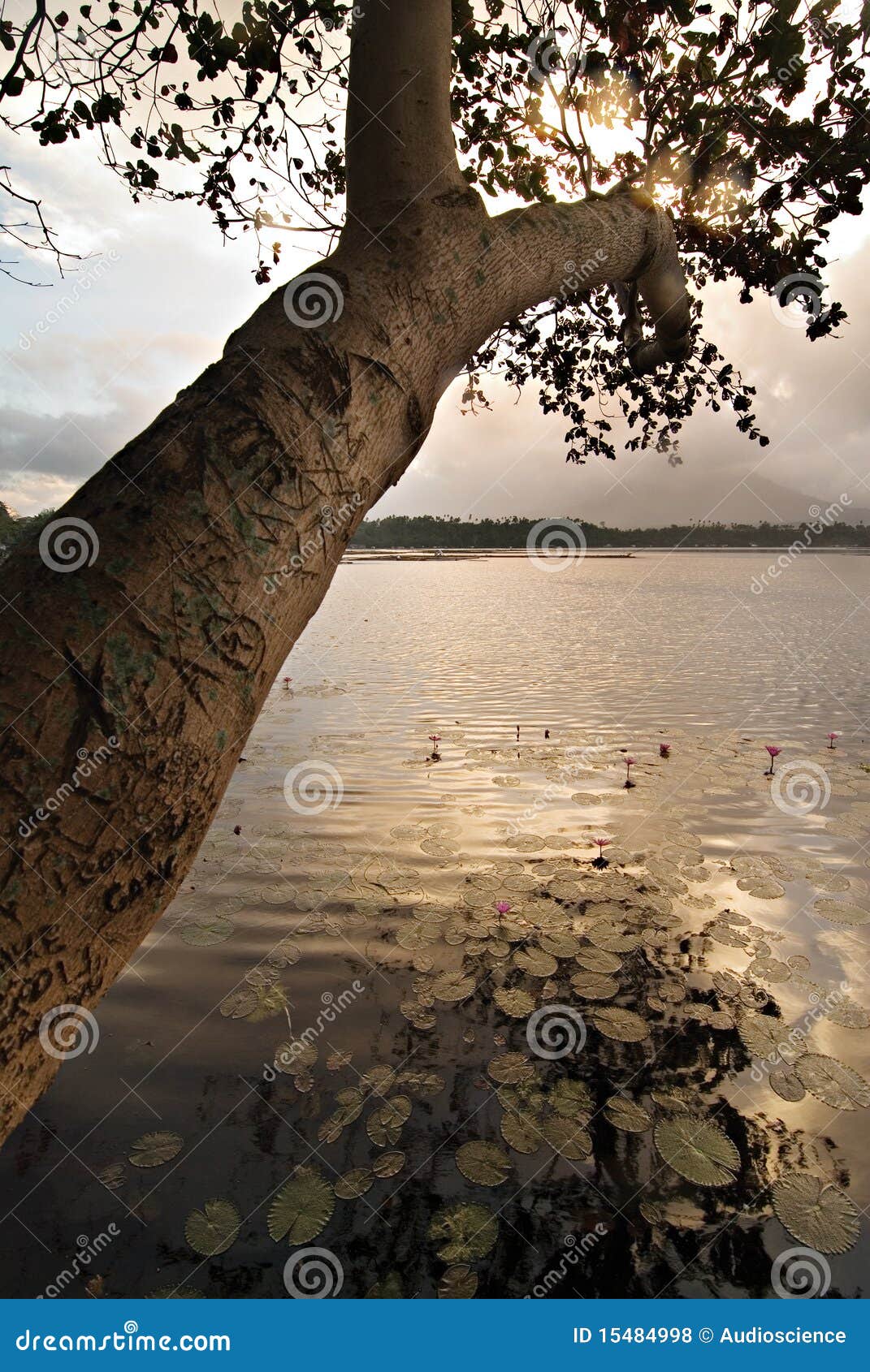 Tree on a Lake stock photo. Image of sunlight, lagoon - 15484998