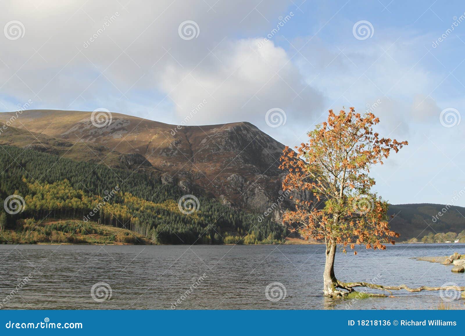 Tree in lake. stock photo. Image of trunk, tree, lake - 18218136