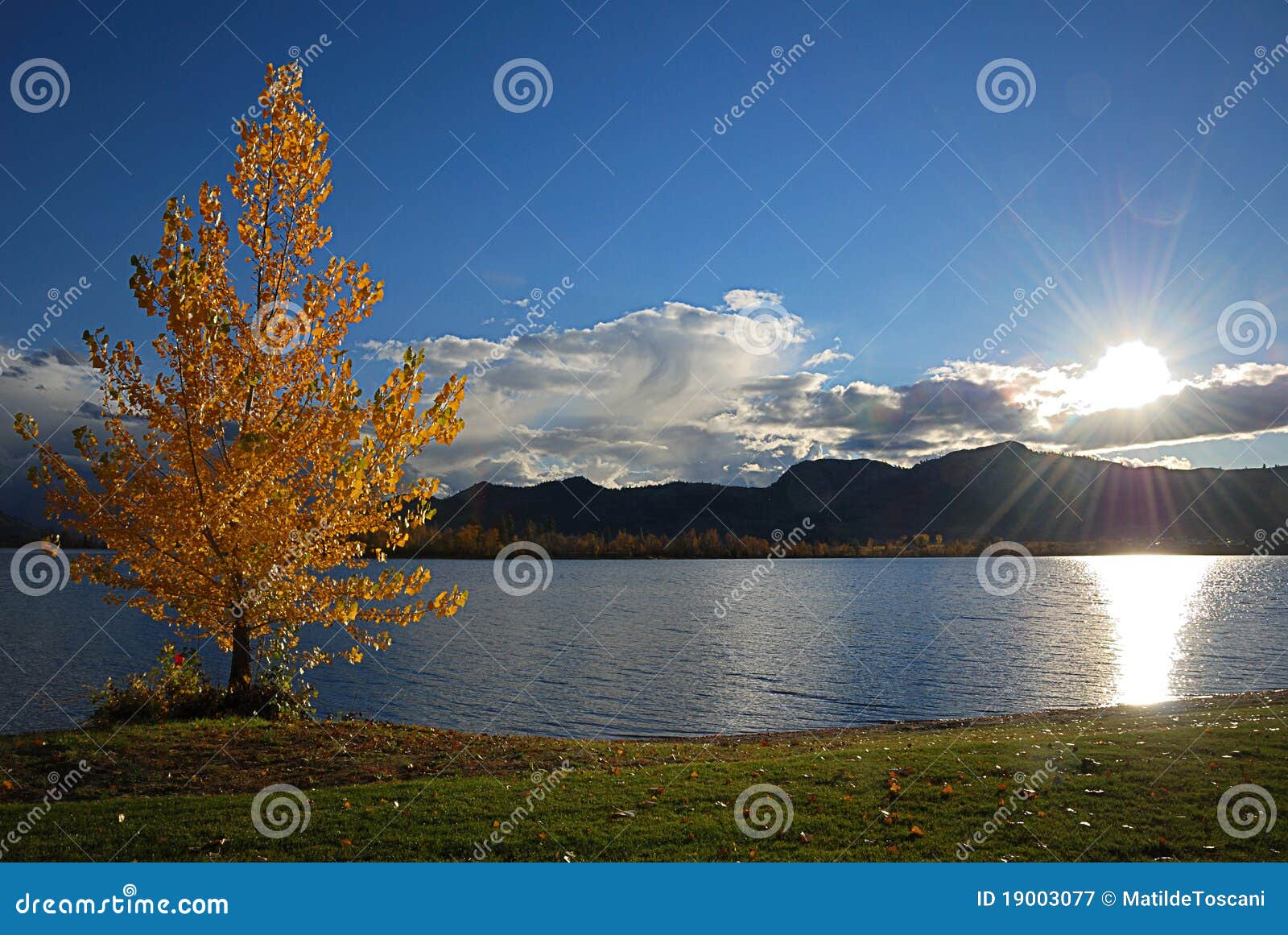 Tree and lake stock image. Image of leaves, colorful - 19003077