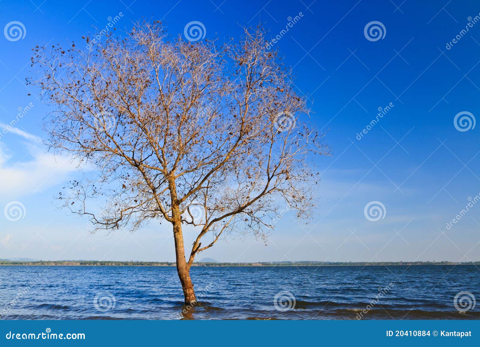 Tree in lake stock photo. Image of countryside, tree - 20410884