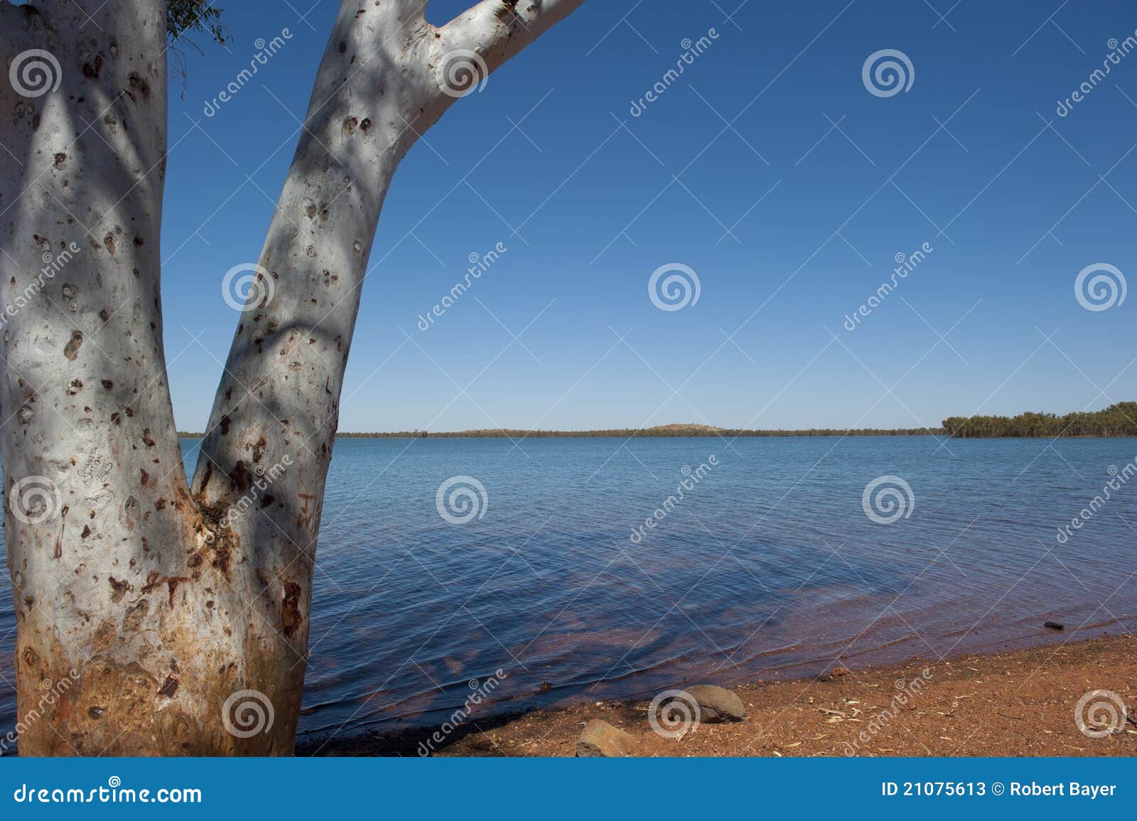 Tree at Lake stock image. Image of peace, nature, colorful - 21075613