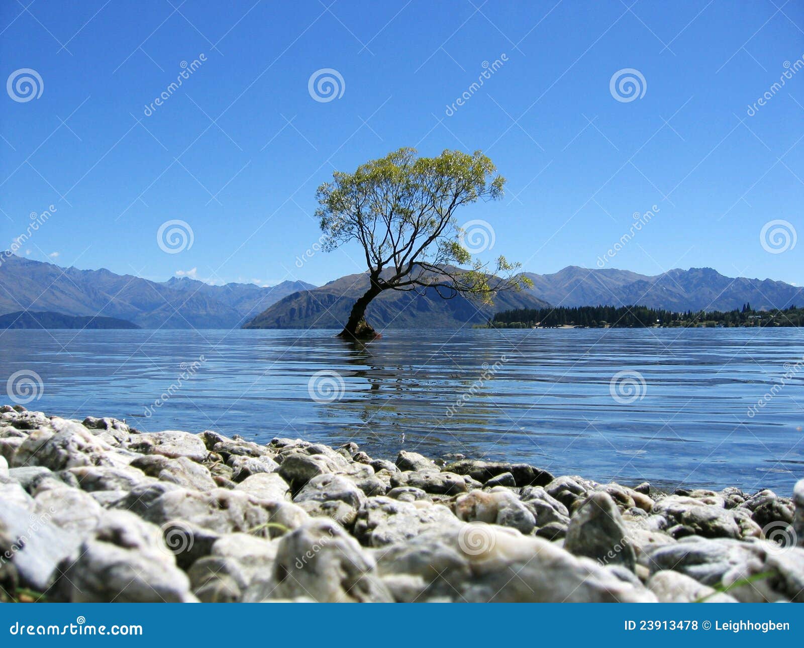 Tree in a lake stock photo. Image of fall, natural, cottage - 23913478