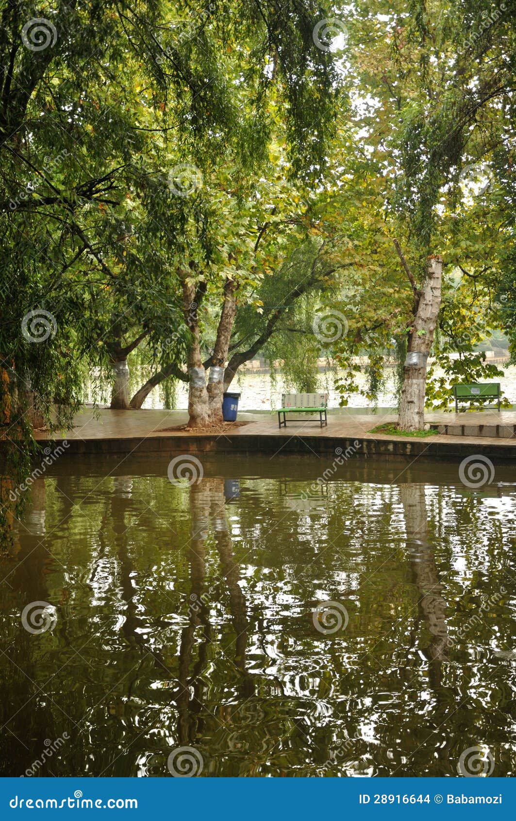 Tree beside a lake stock photo. Image of trees, lake - 28916644