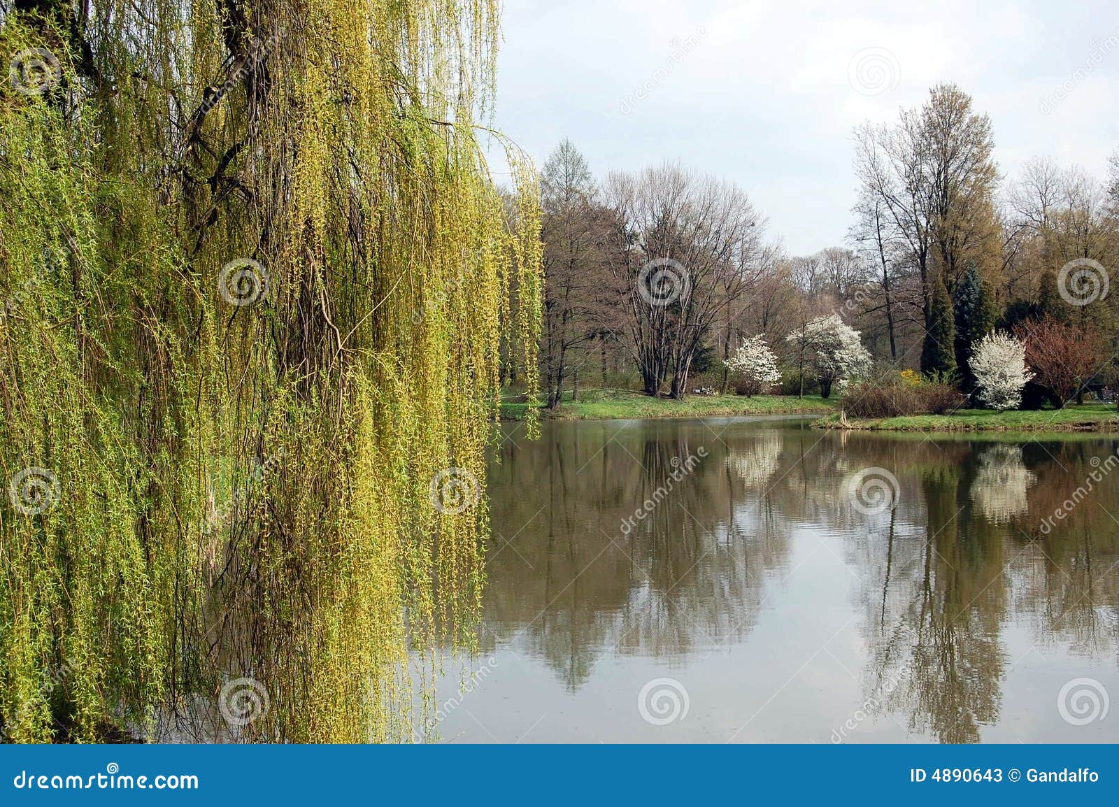 Tree by the lake stock image. Image of spring, lakeside - 4890643