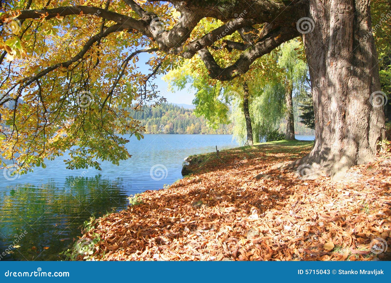 Tree by the lake stock image. Image of rural, beauty, leaves - 5715043