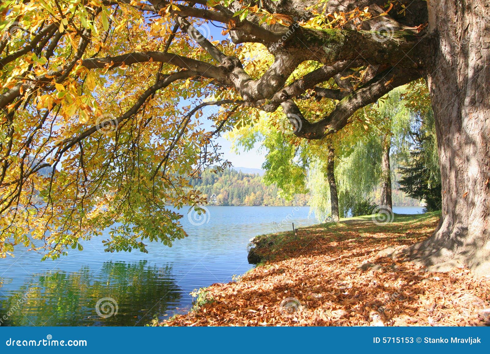 Tree by the lake stock image. Image of pond, leaf, outdoor - 5715153
