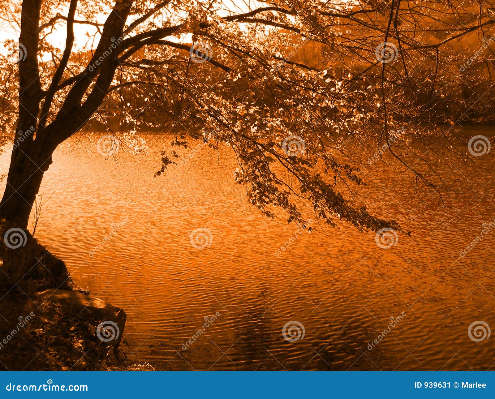 Tree by the lake stock image. Image of sundown, scenery - 939631