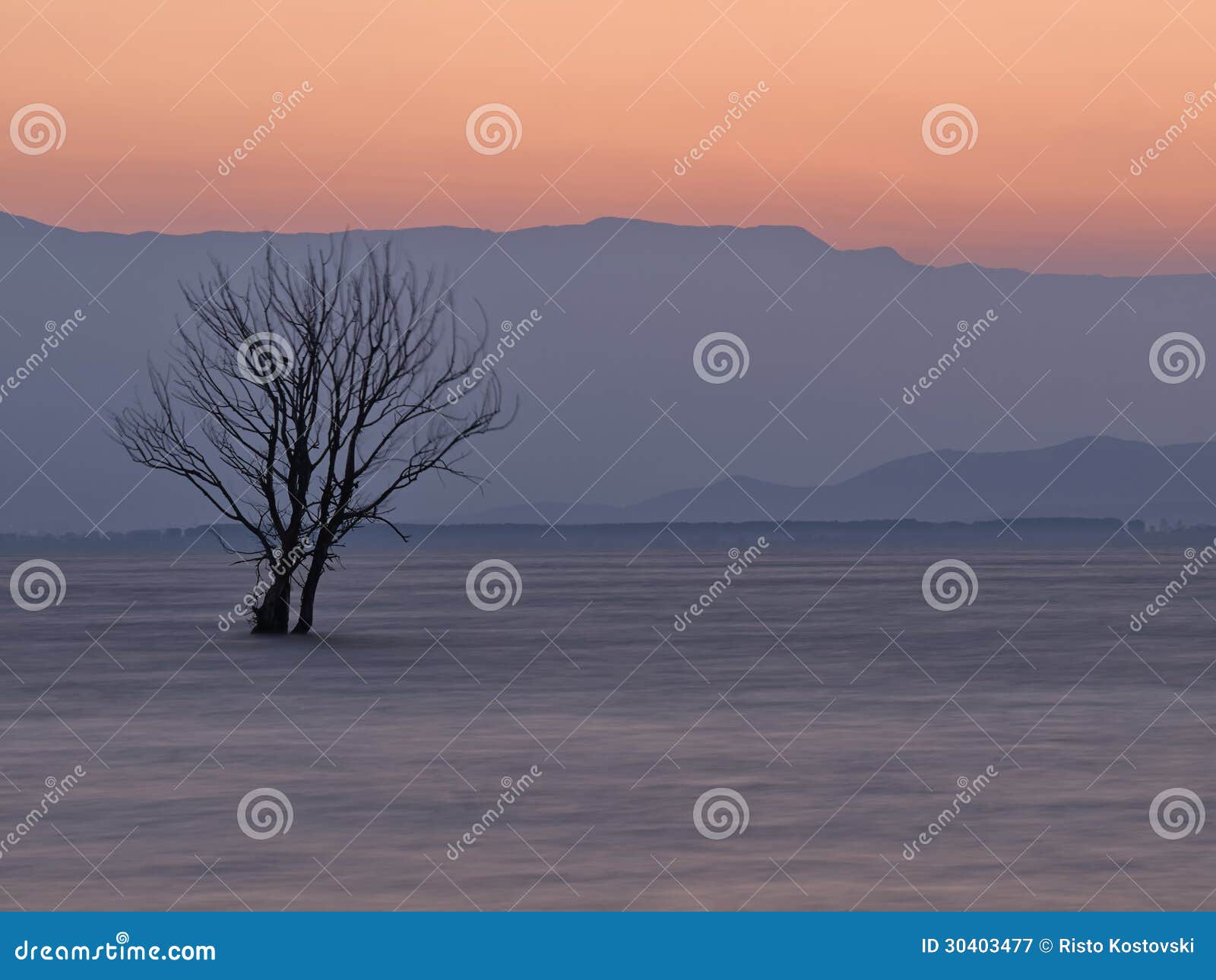 Tree in the lake at dawn stock image. Image of tranquillity - 30403477