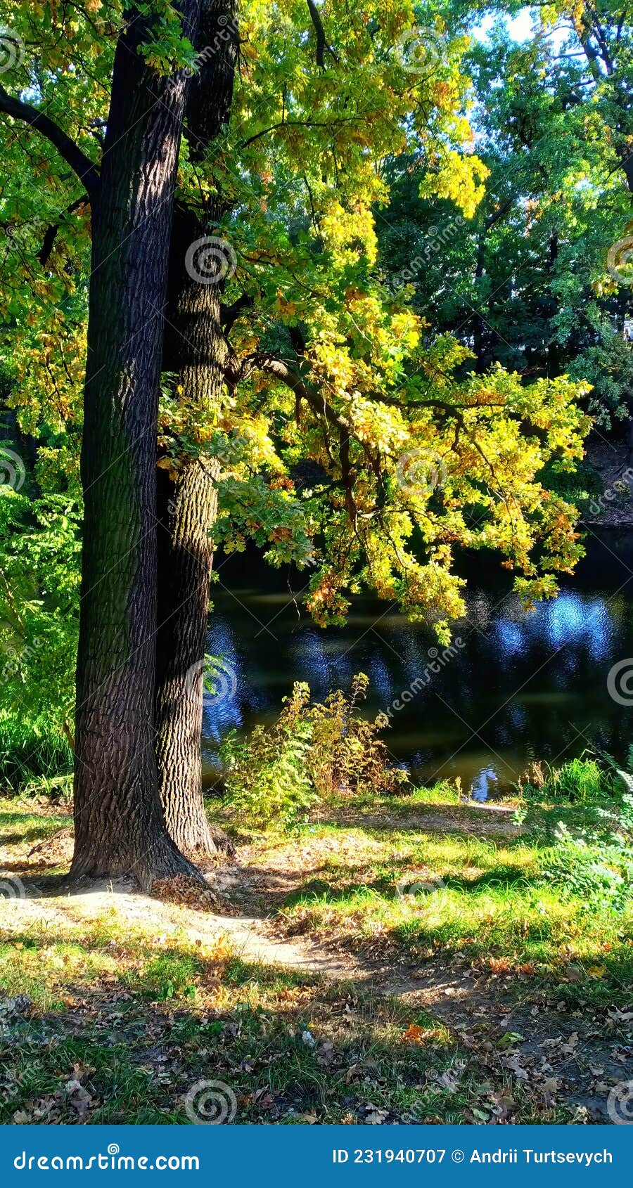 Tree, Lake, Fall Foliage Illuminated by the Sun Stock Image - Image of ...