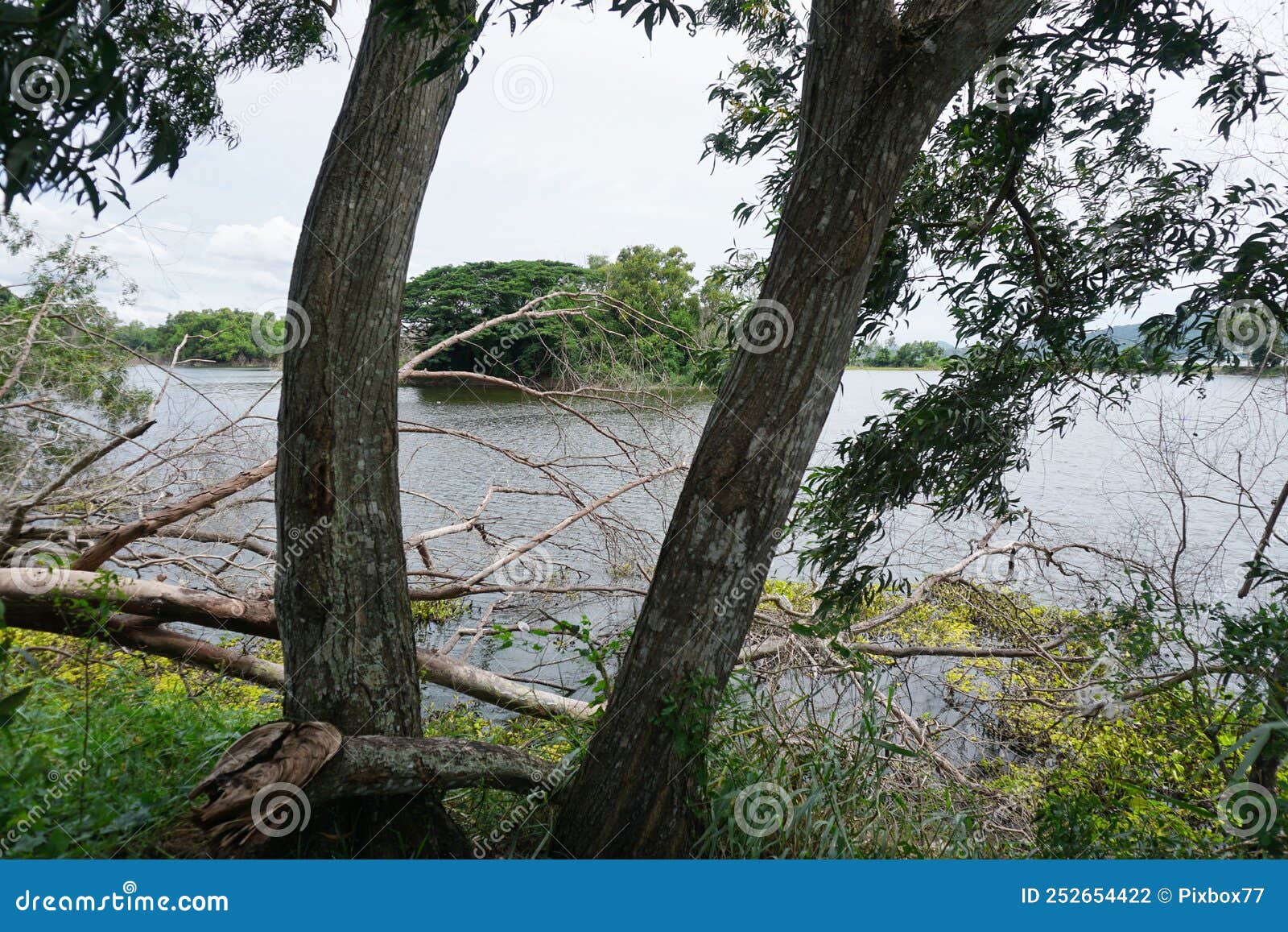 Tree beside Lake with Fallen Tree Stock Photo - Image of environment ...