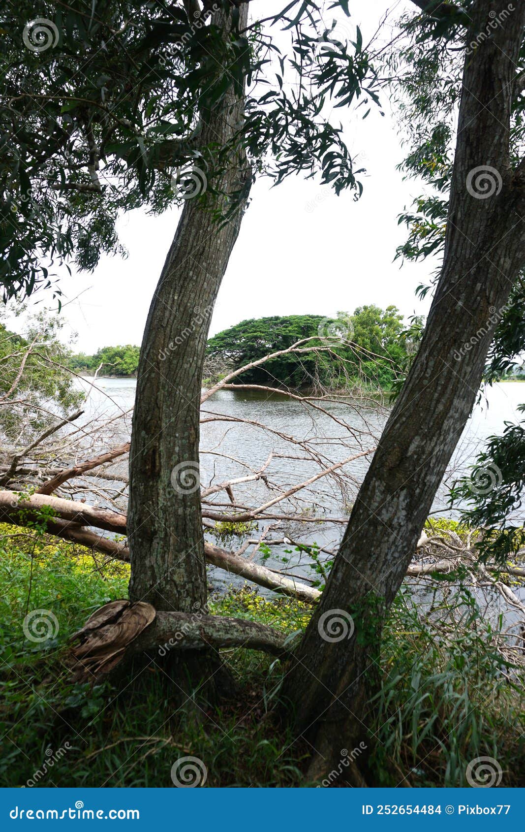 Tree beside Lake with Fallen Tree Stock Photo - Image of beauty, lake ...