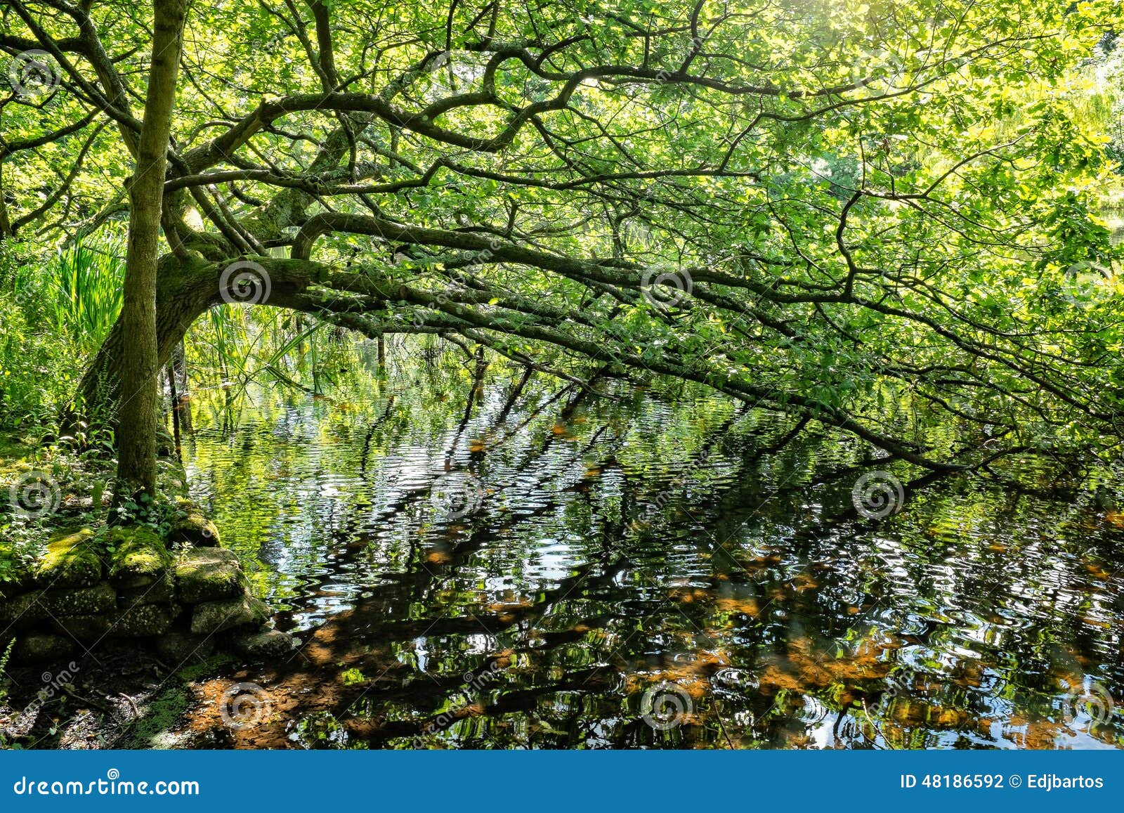 Tree by the lake stock photo. Image of calm, beauty, type - 48186592
