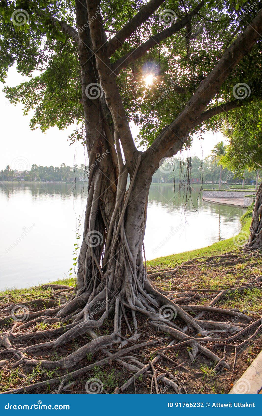 Tree beside Lake stock photo. Image of nature, tree, wild - 91766232