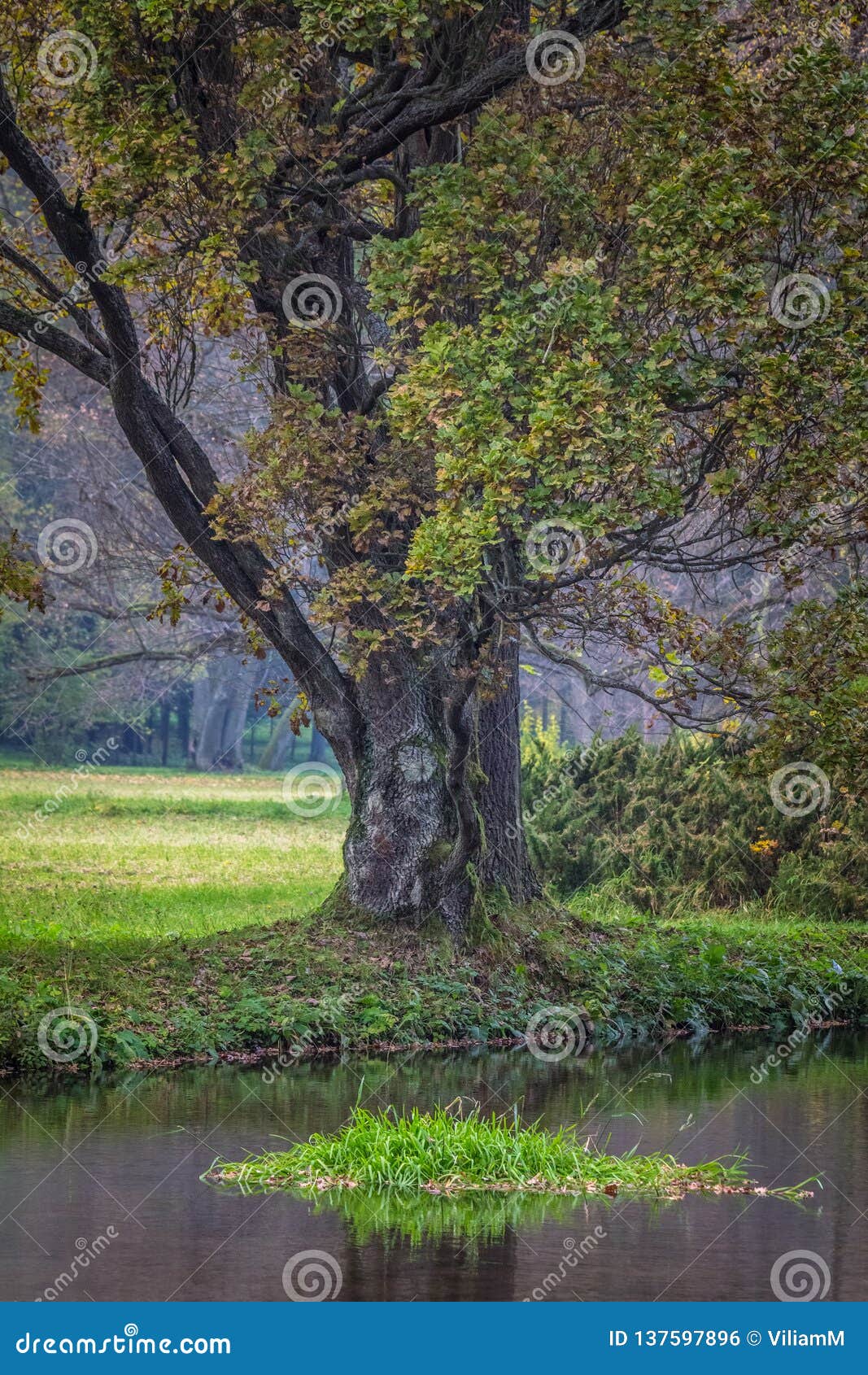 Tree at lake in a park stock photo. Image of environment - 137597896