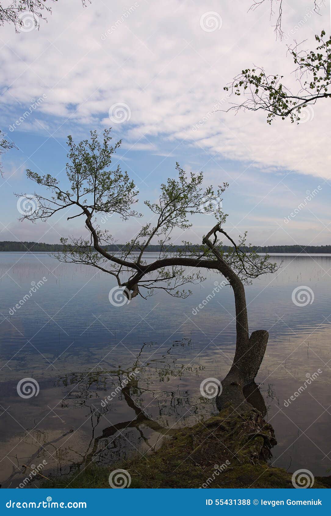 The Tree in the Lake (Pisochne Ozero, Ukraine) Stock Photo - Image of ...