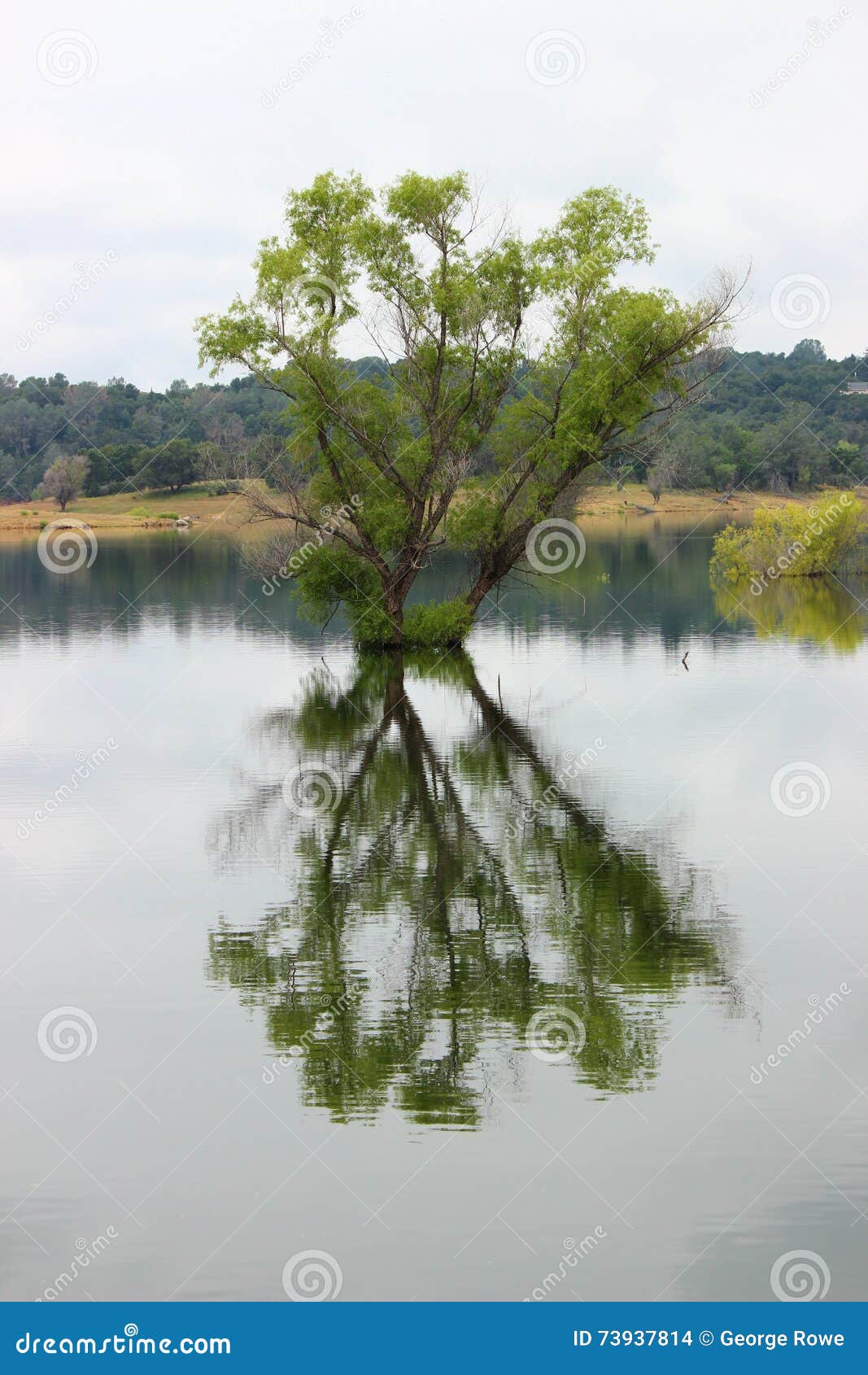 Tree with Lake Reflection stock photo. Image of landscape - 73937814