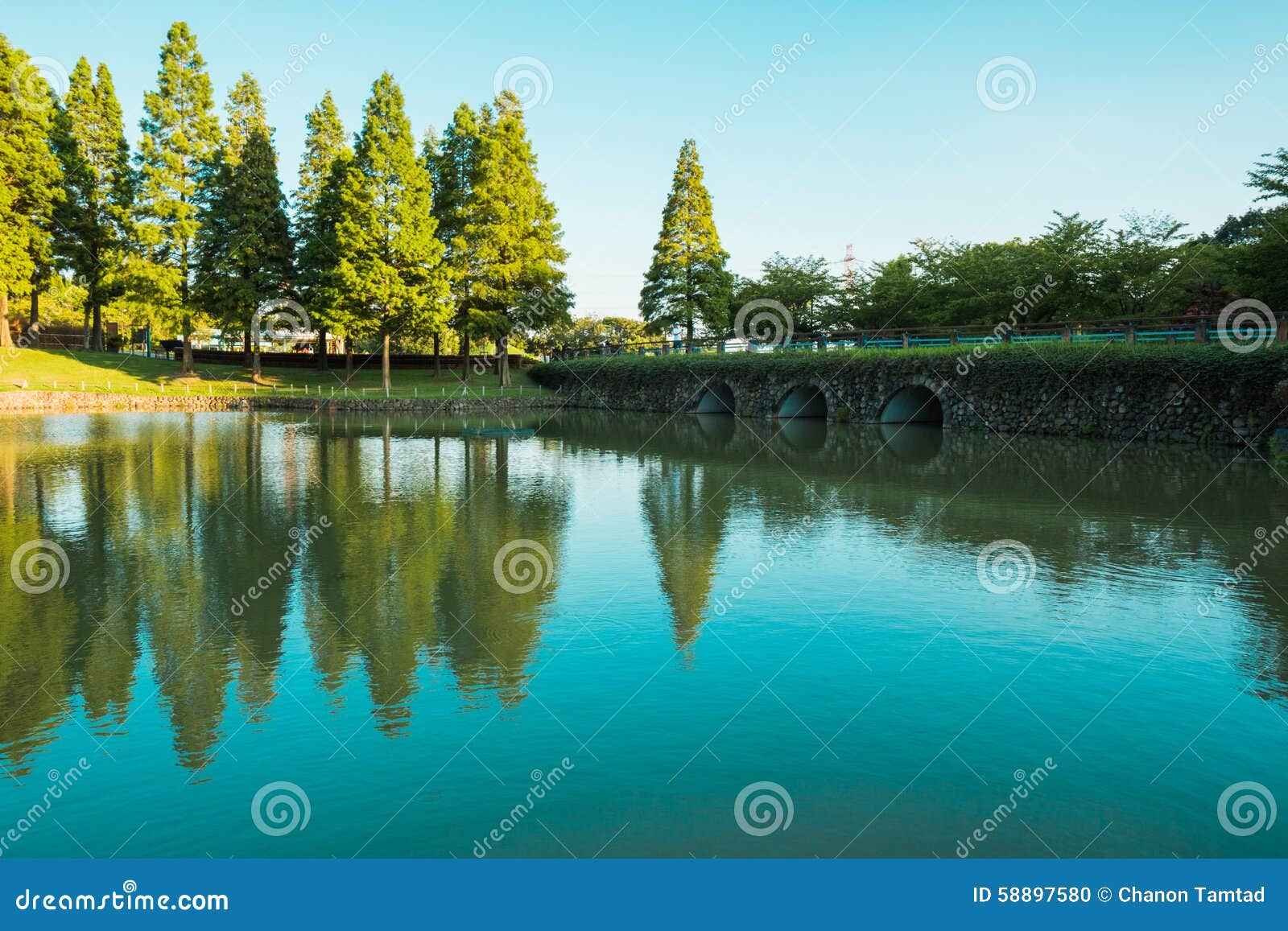 Tree, Lake and Reflection on the Water Stock Photo - Image of garden ...